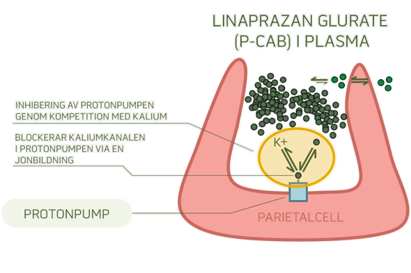Linaprazan glurate - Kontroll av magsyra | Cinclus Pharma